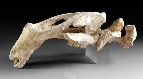 Bonhams : Dugong Skull and Bones
