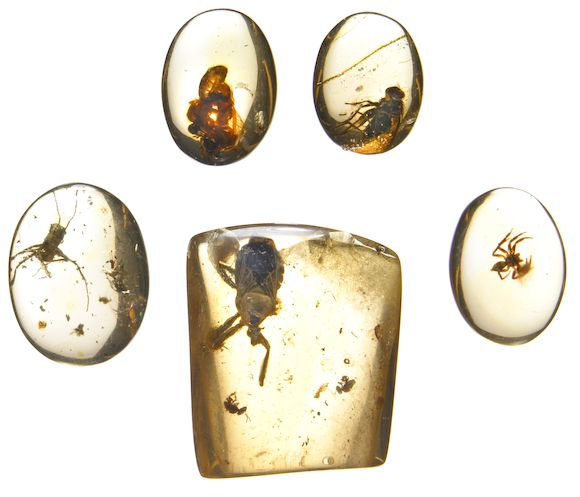 Bonhams : Group of Five Copal Specimens with Insect Inclusions