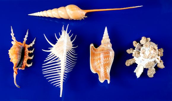 Bonhams : A Collection of 27 Highly Exotic and Famous Tropical Seashells