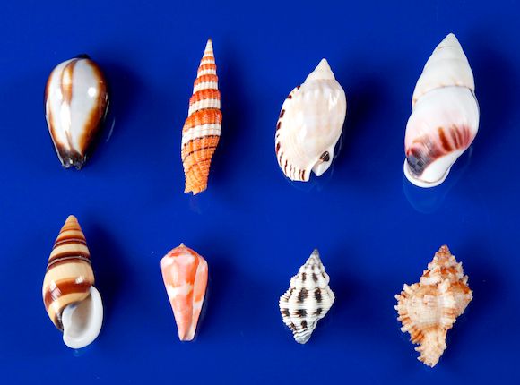 Bonhams : A Collection of 82 Highly Exotic Smaller Tropical Shells