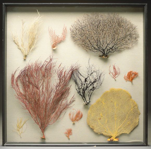 Bonhams : Soft Coral Collection in Frame
