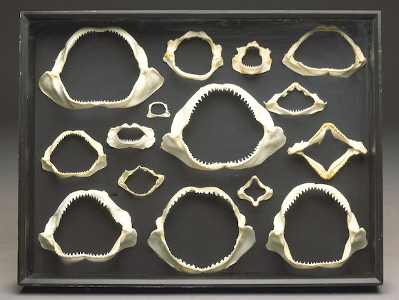 Bonhams : Large Shark Jaw Collection in Frame