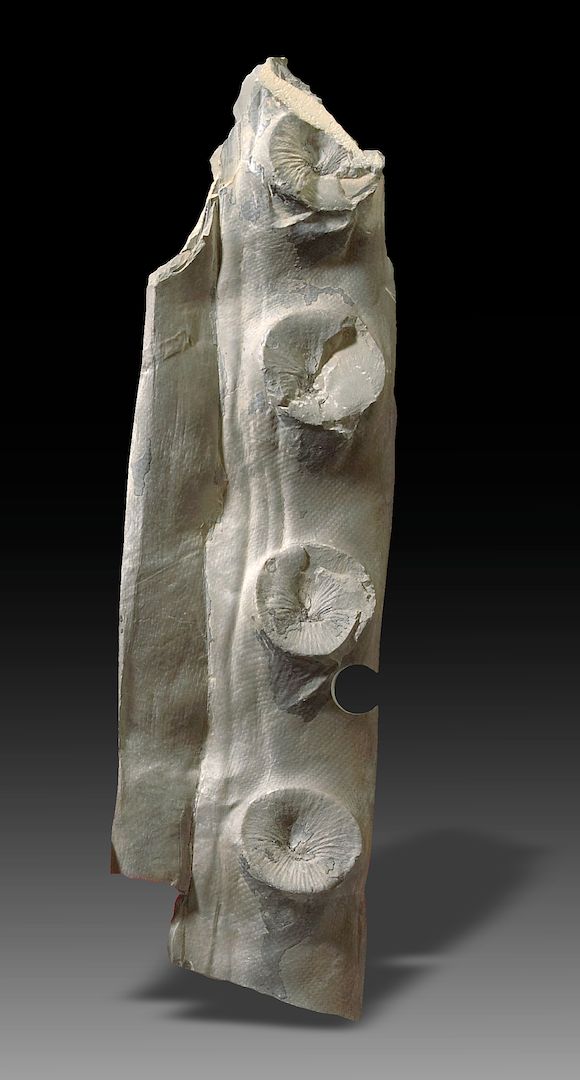 Bonhams : Upper Portion of Giant Fern Tree