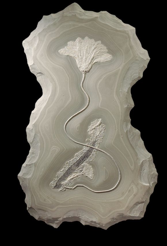 Bonhams : Exquisite German Sea Lily