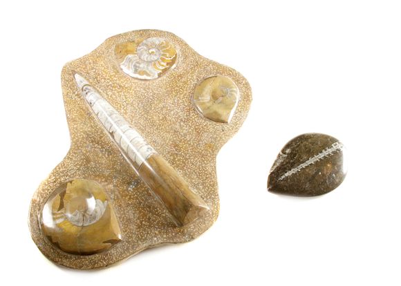 Bonhams : An assembled group of natural history objects