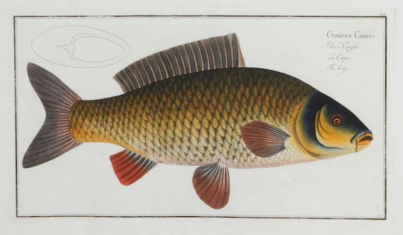 Bonhams : Three Dutch handcolored engravings of carp
