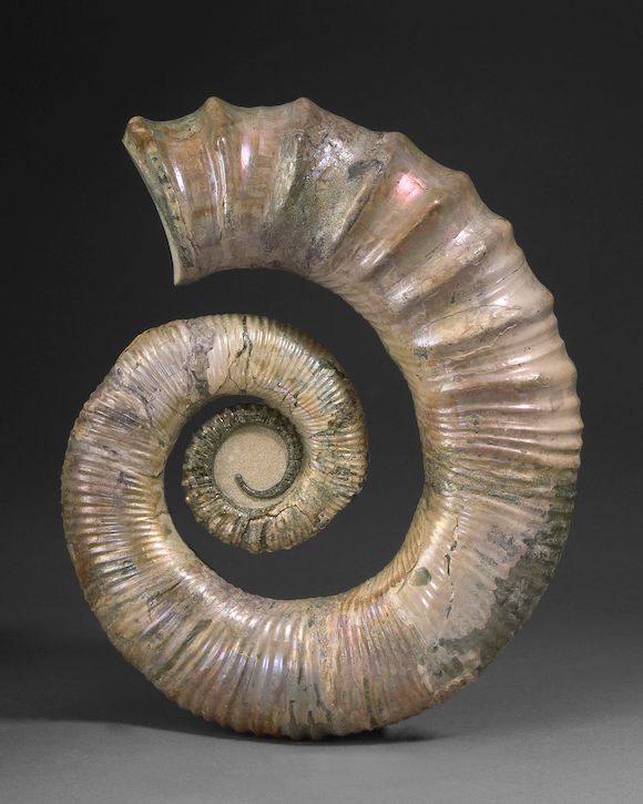 Bonhams : Attractive Uncoiled Ammonite
