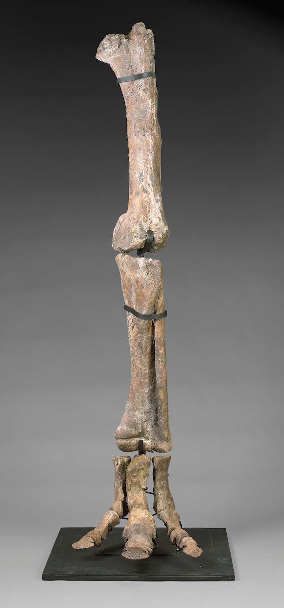 Bonhams : Impressive Mounted Hadrosaur Leg