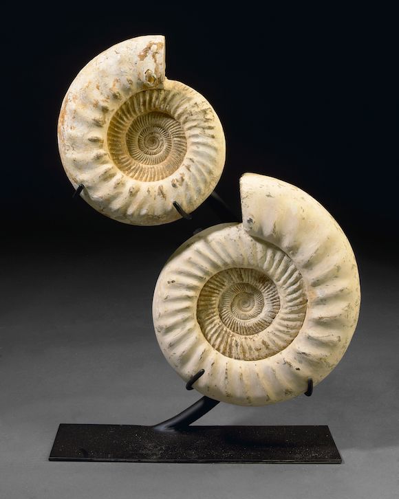 Bonhams : Pair of Large Mounted Ammonites