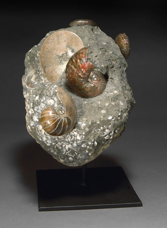 Bonhams : Scaphite and Ammonite Cluster