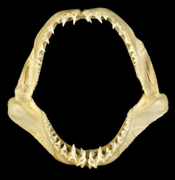 Bonhams : Longfin Mako Jaw