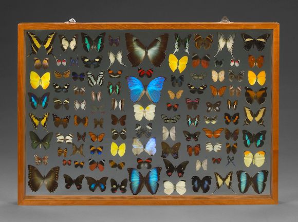 Bonhams : Framed Collection of One Hundred Butterflies