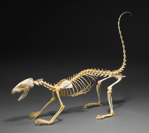 Bonhams : Kopi Luwak Civet Skeleton