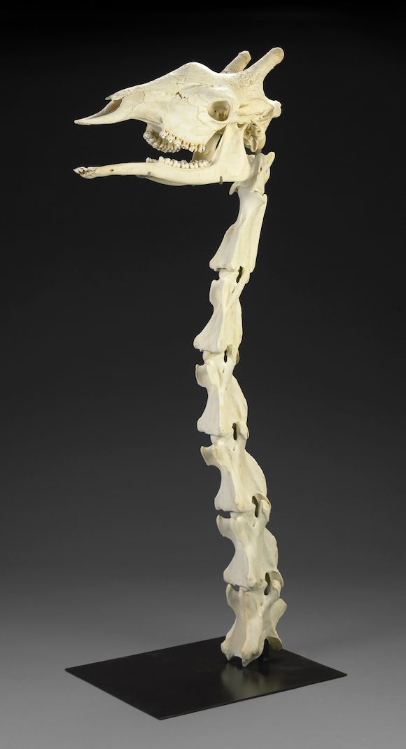 Bonhams : Large Giraffe Skull and Neck