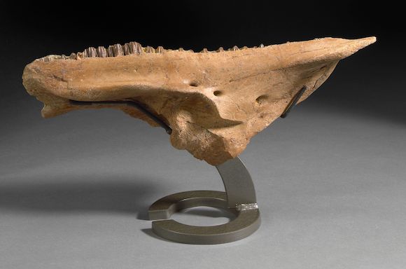 Bonhams : Duck-billed Dinosaur Maxilla with Teeth