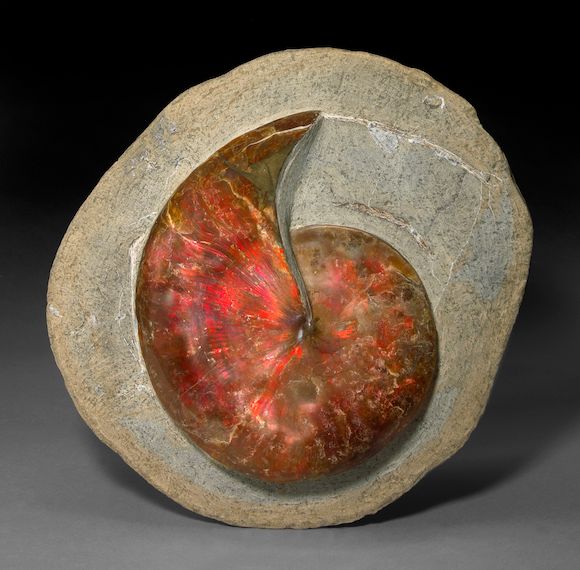Bonhams : Breathtaking Red American Ammonite