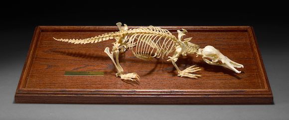 Bonhams : Duck-Billed Platypus Skeleton Mount