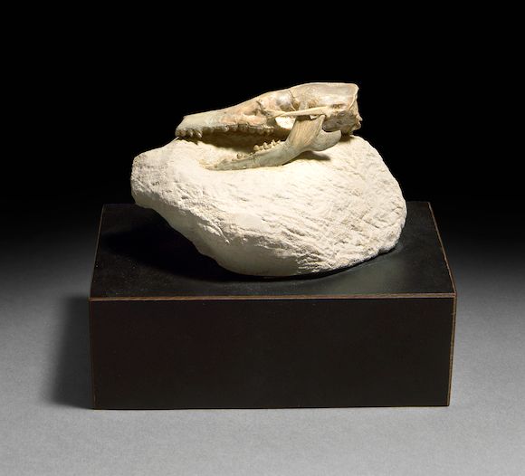 Bonhams : Insectivore Skull on Matrix