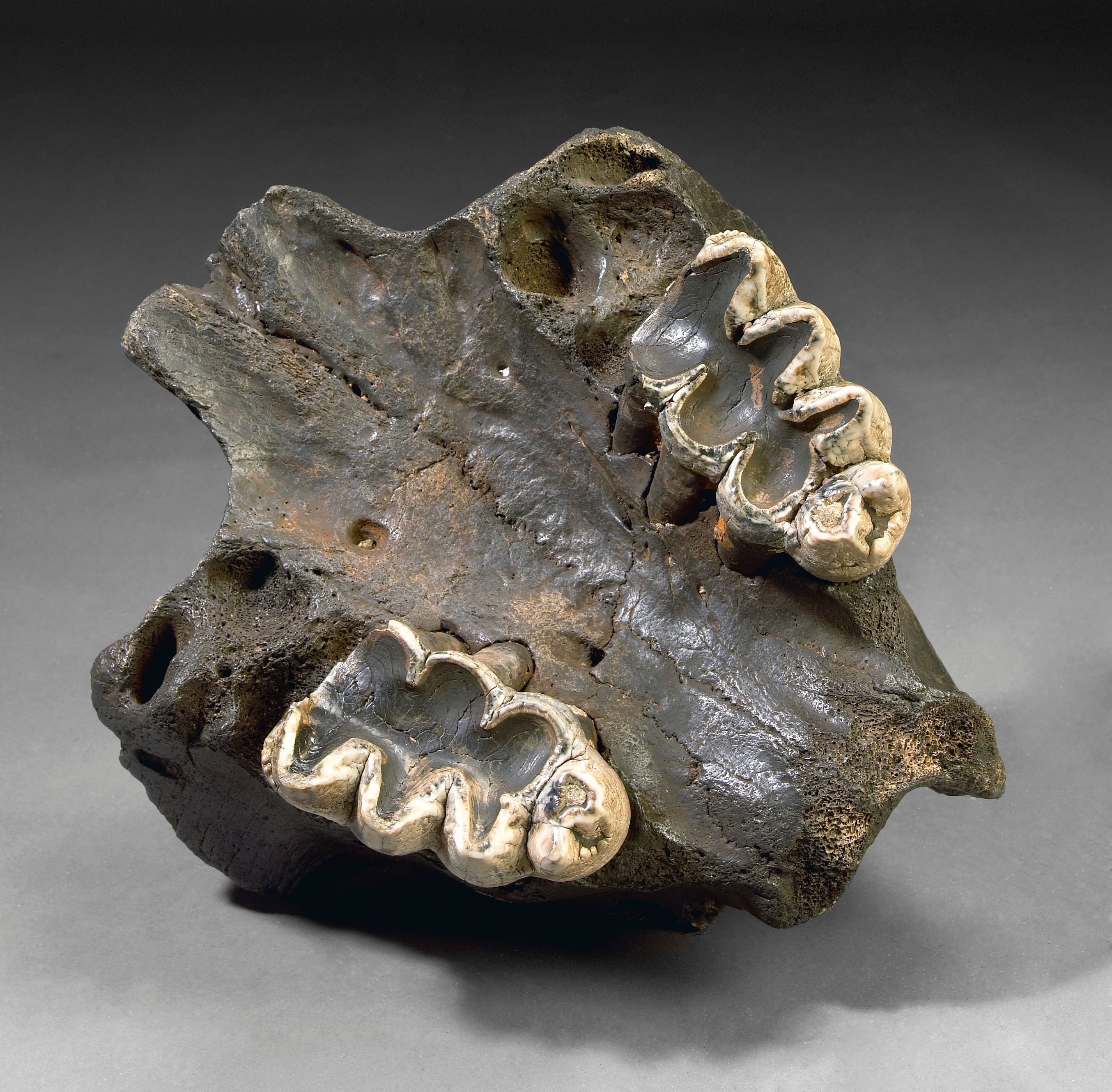 Bonhams : Mastodon Palate with Teeth