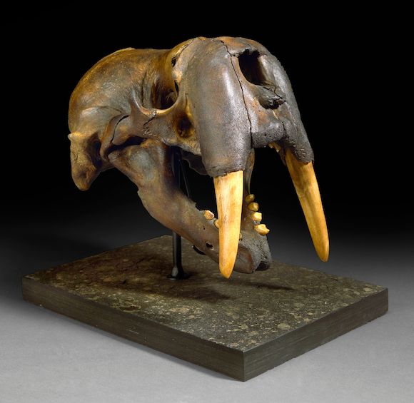 Bonhams : Juvenile Walrus Skull
