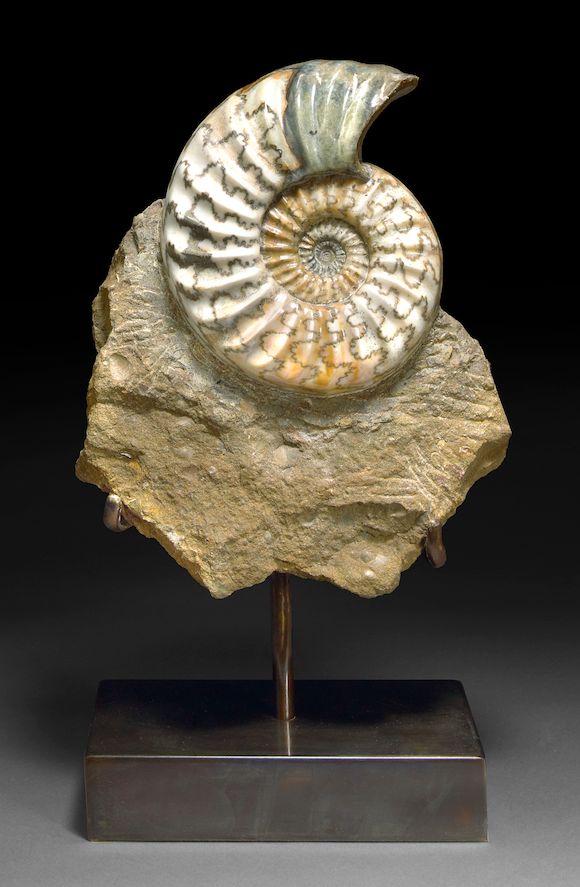 Bonhams : English Ammonite on Matrix