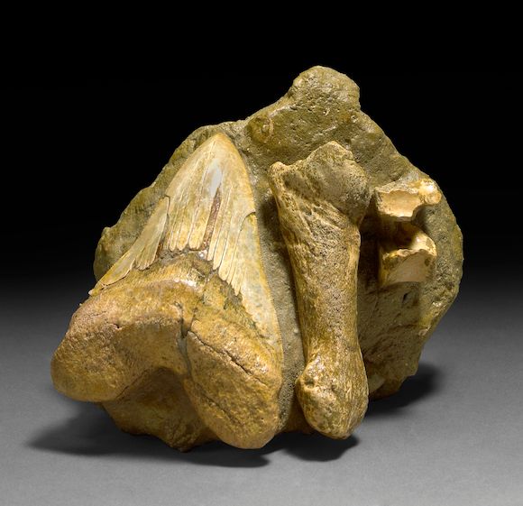 Bonhams : Superb Megalodon Tooth with Bone in Matrix
