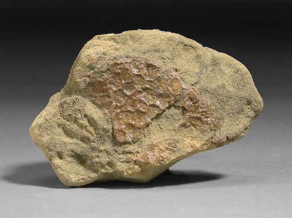 Bonhams : Dinosaur Skin Impression