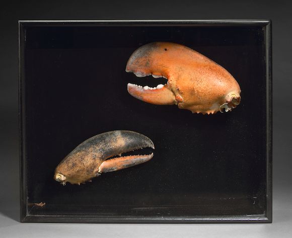Bonhams : Framed Pair of Large Lobster Claws