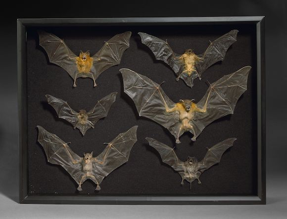 Bonhams : Framed Bat Collection