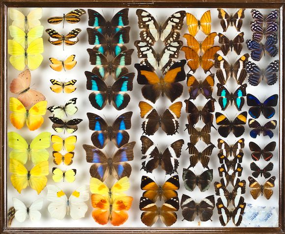 Bonhams : Sixty Framed Butterfly Collections