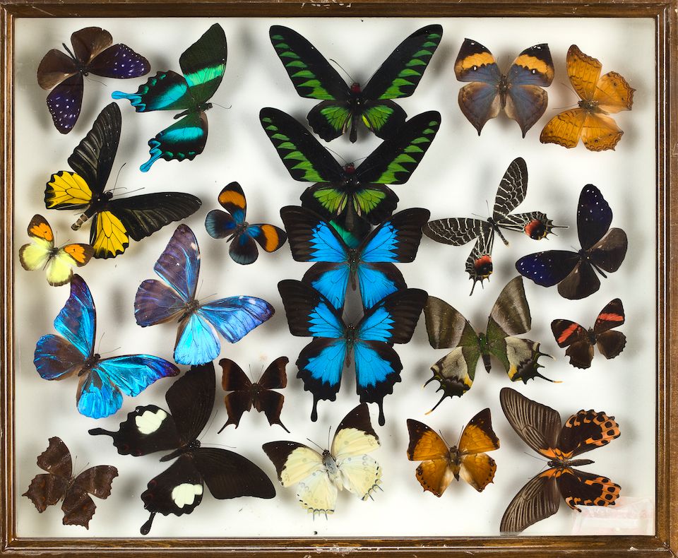 Bonhams : Sixty Framed Butterfly Collections