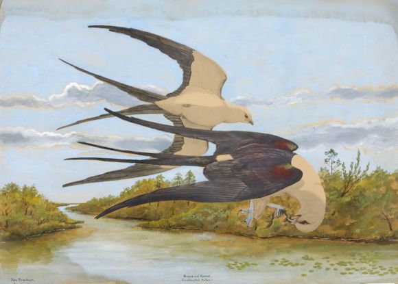 Bonhams : Rex Brasher (American, 1869-1960) Game birds (3) 27 x 40; 24 ...