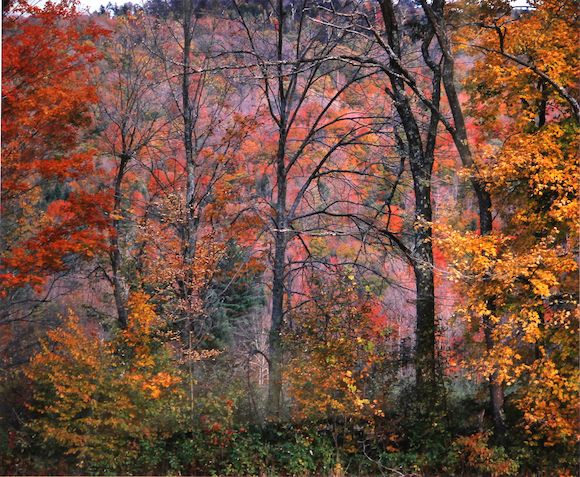 Bonhams : Joseph Holmes (American); Trees in Field, Vermont;