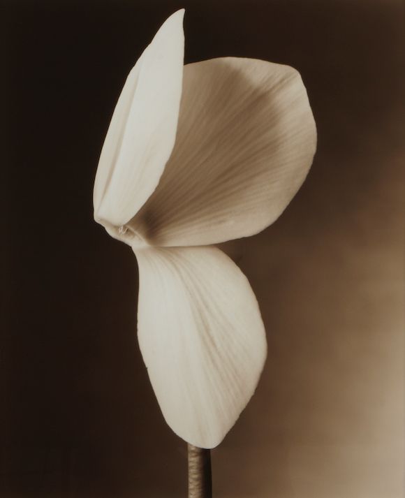 Bonhams : Len Prince (American 20th century); Cyclamen;