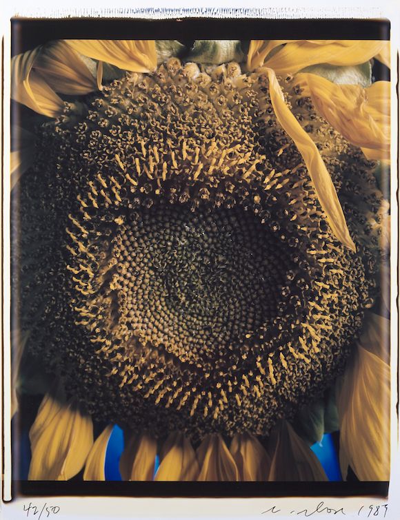 Bonhams : Chuck Close (American, born 1940); Sunflower;