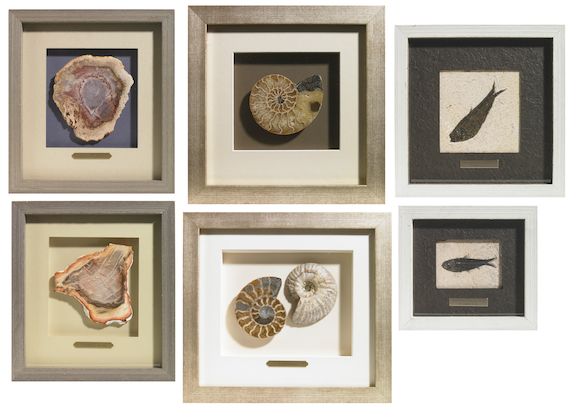 Bonhams : A collection of six framed fossils