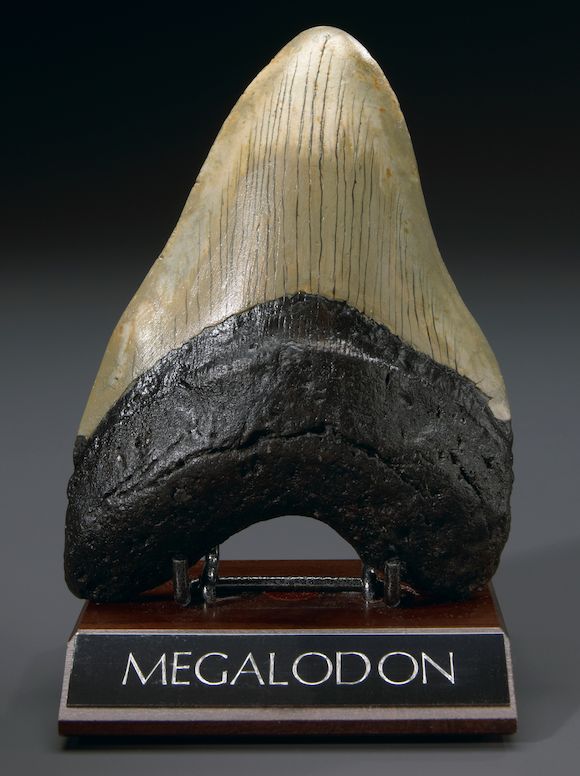 Bonhams : Giant Shark Tooth