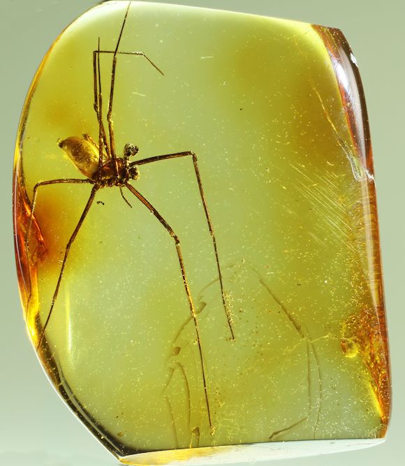 Bonhams : Superb Long-legged Spider in Baltic Amber