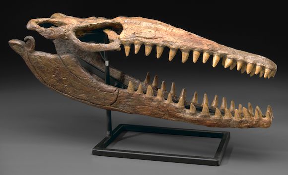 Bonhams : Magnificent Mosasaur Skull