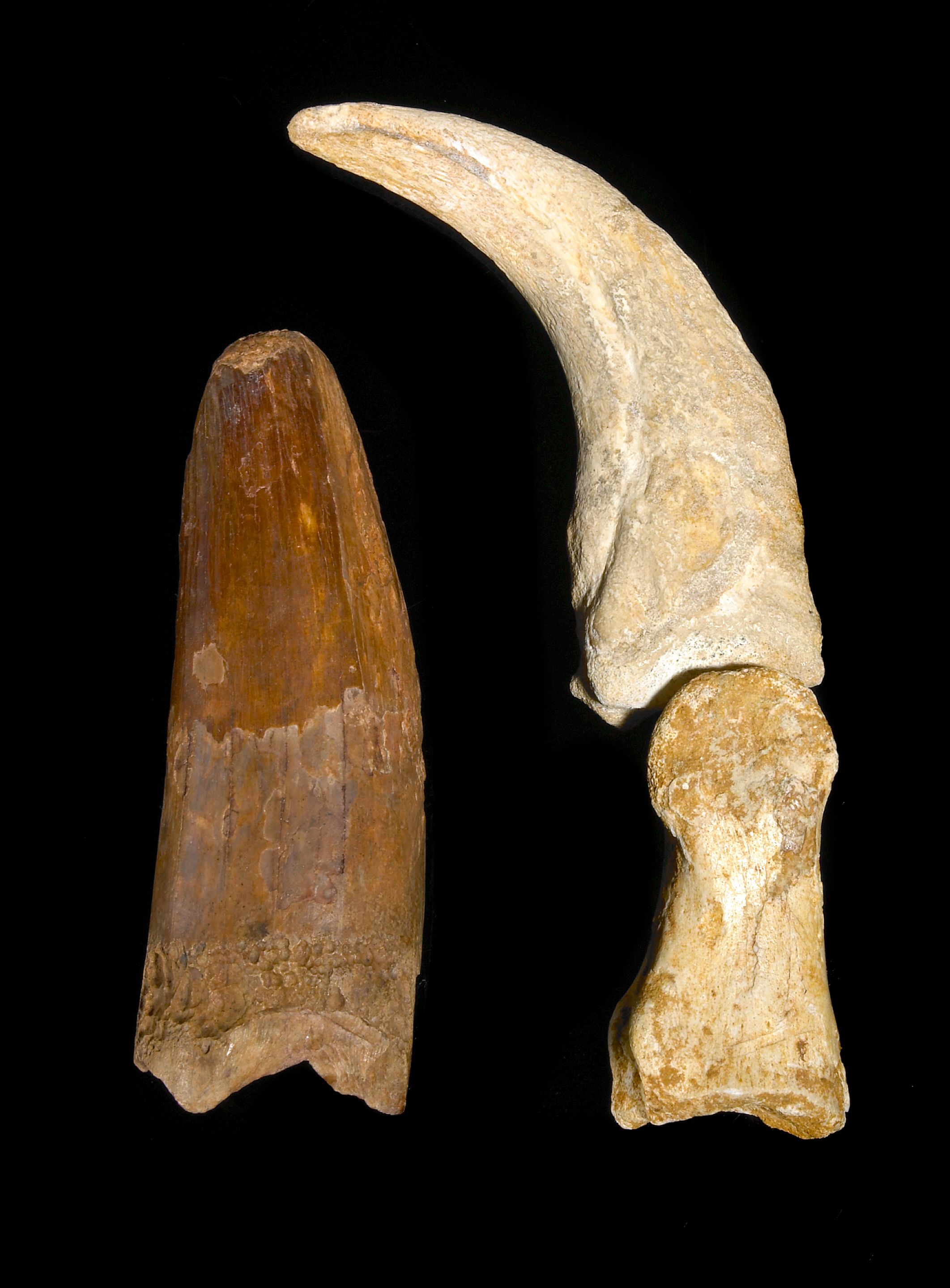 T.Rex Hand Claw - auctions & price archive