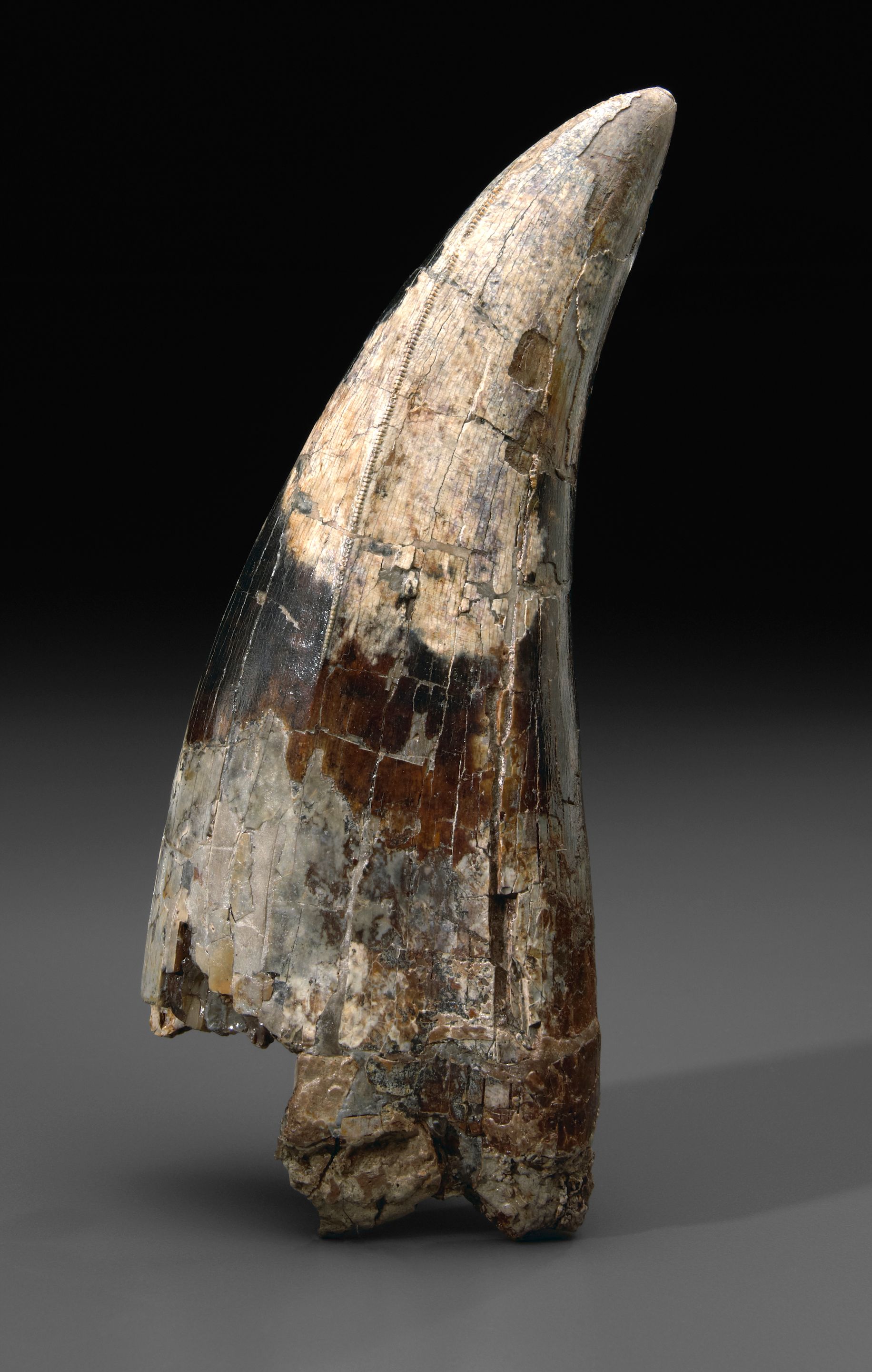 Bonhams : Recent T. rex Discovery - One of the Largest T. rex Teeth ...