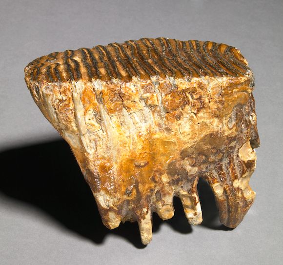 Bonhams : Woolly Mammoth Tooth