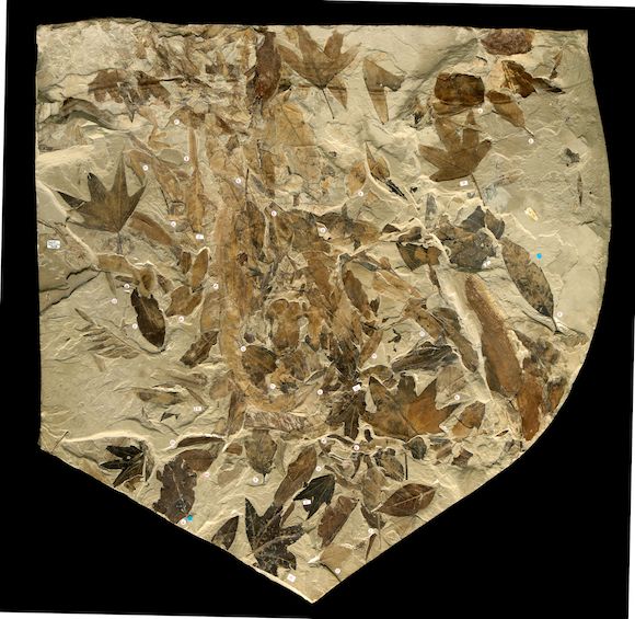 Bonhams : Eocene Fossil Leaves