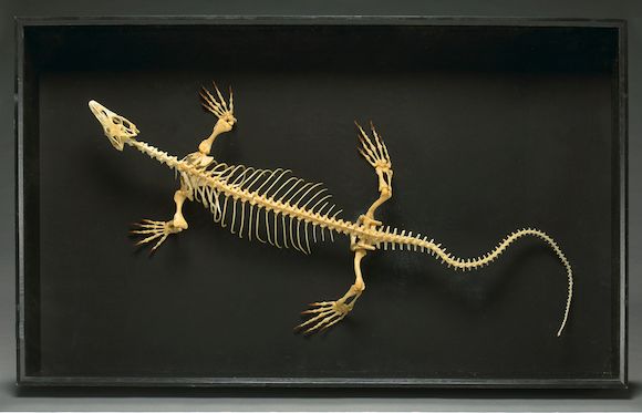 Bonhams : Monitor Lizard Skeleton