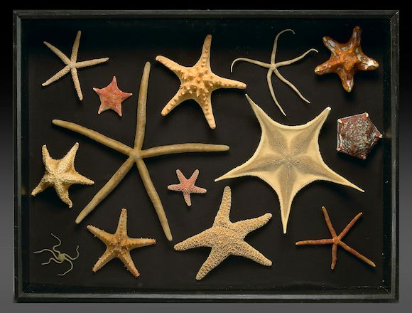 Bonhams : Framed Sea Star Collection