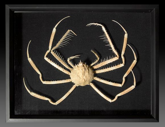 Bonhams : Framed Deep-water Spider Crab
