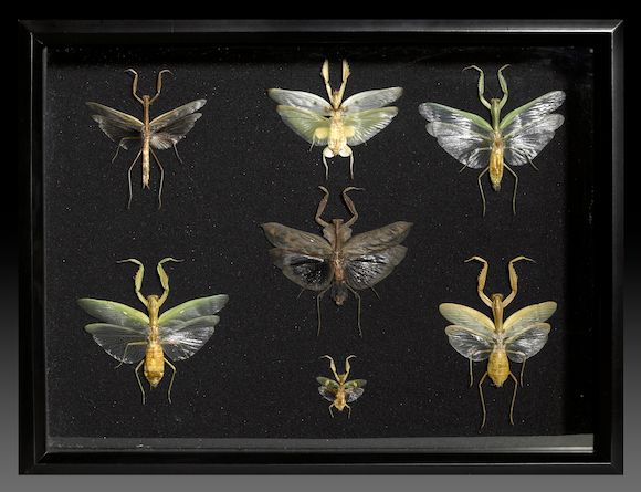 Bonhams : Framed Mantis Collection
