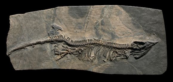 Bonhams : Triassic Reptile
