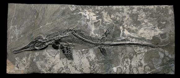 Bonhams : Small Ichthyosaur