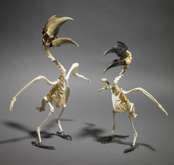 Bonhams : Pair of Hornbill Skeletons